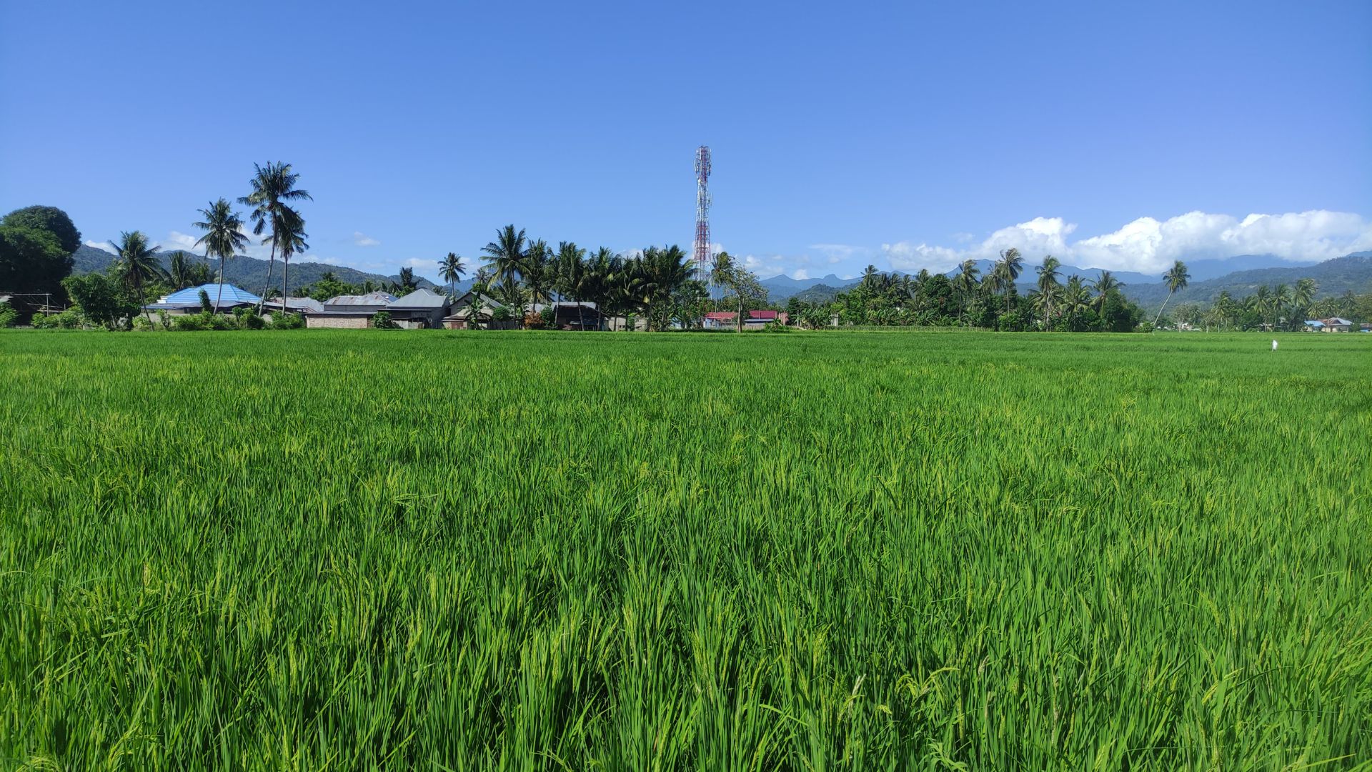 Luas Sawah di Kota Gorontalo Menyusut Imbas Alih Fungsi Lahan