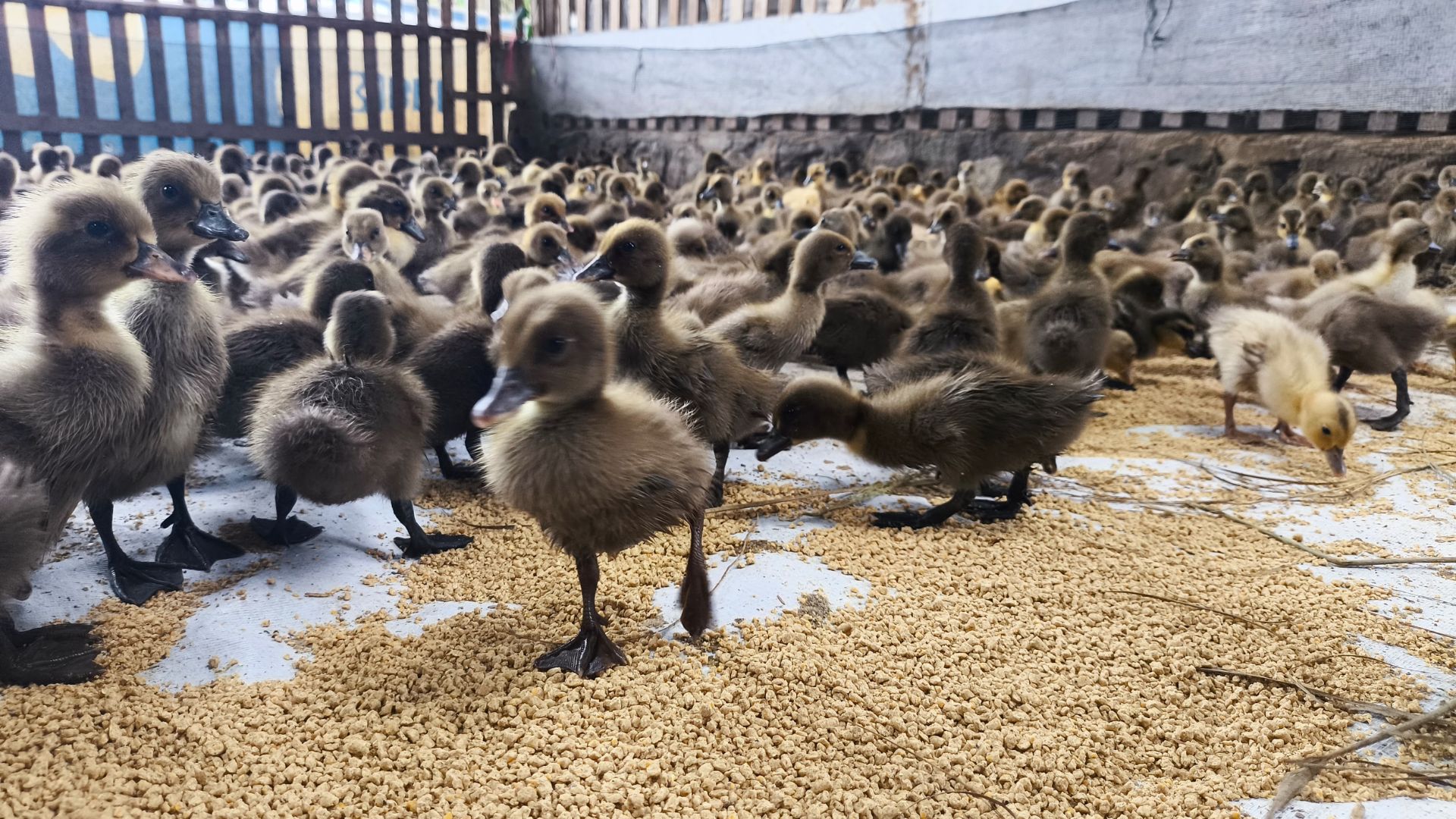 Peternakan Bebek Pesantren Al-Falah Gorontalo: Laboratorium Edukasi ...
